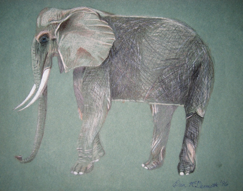 Elephant in Colored Pencil | Erin M. McDermott